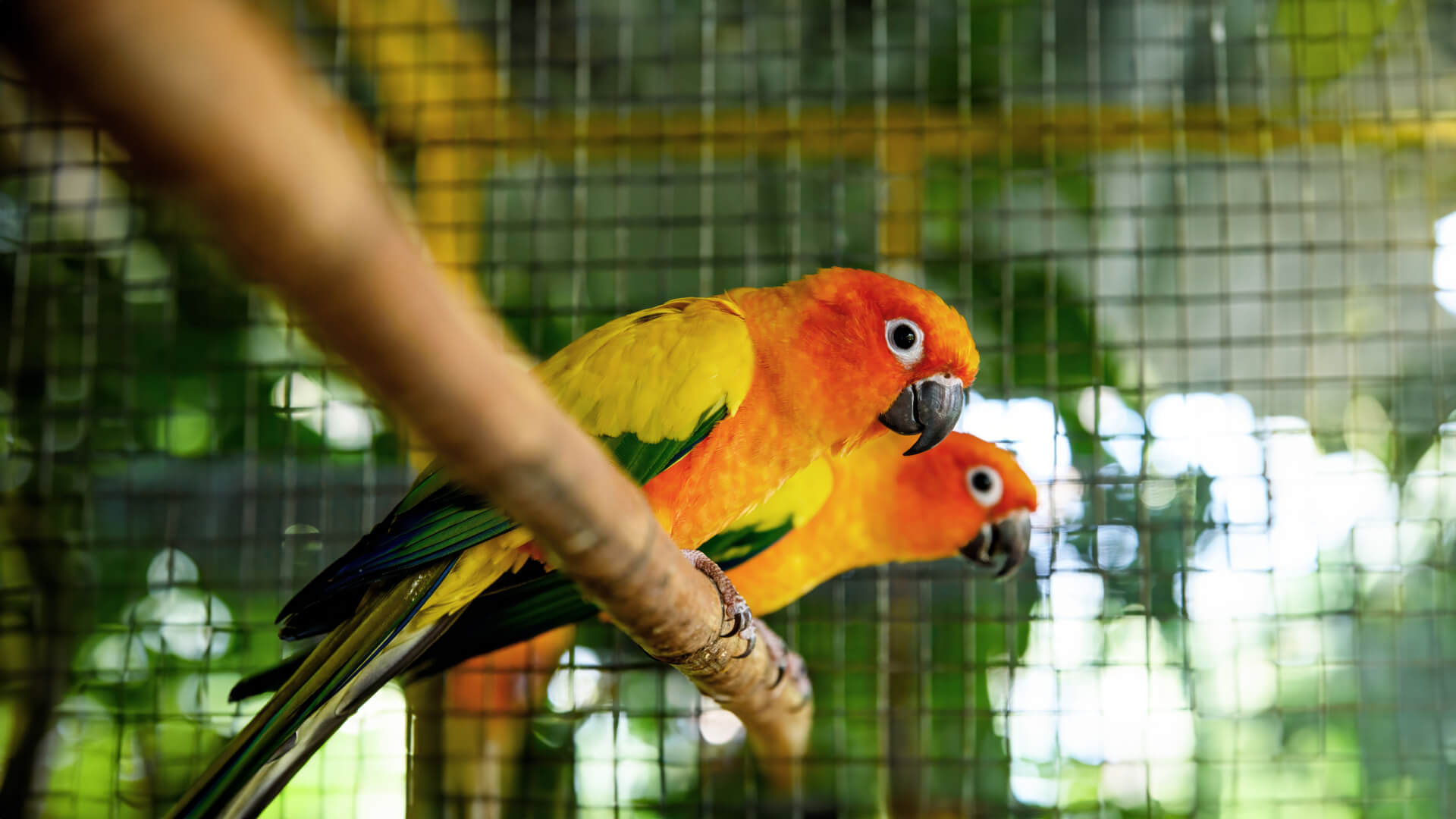 Your Guide to the Best House Birds - Planet Pet