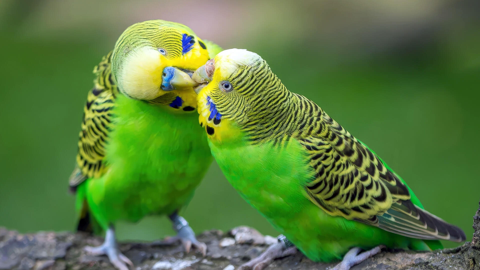 Male Or Female? Your Budgie Sexing Guide - Planet Pet