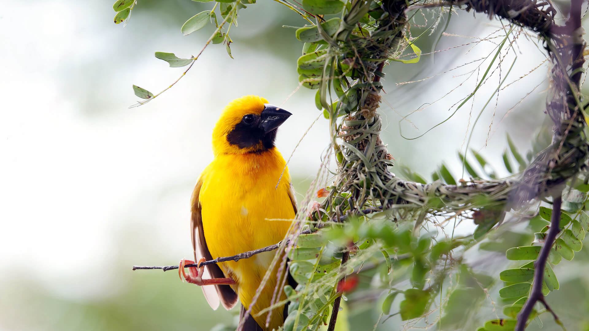 Pet Bird Escape? Act Fast! Here’s What To Do - Planet Pet