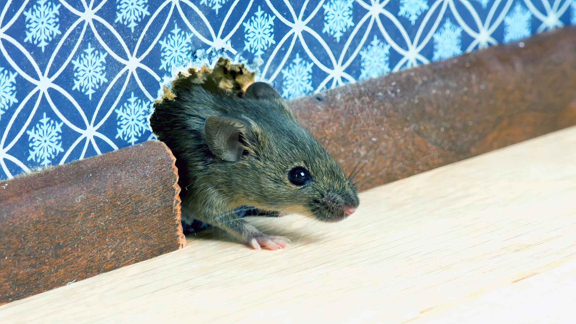 House Mice Facts: Prevention, Identification & Control Tips - Planet Pet