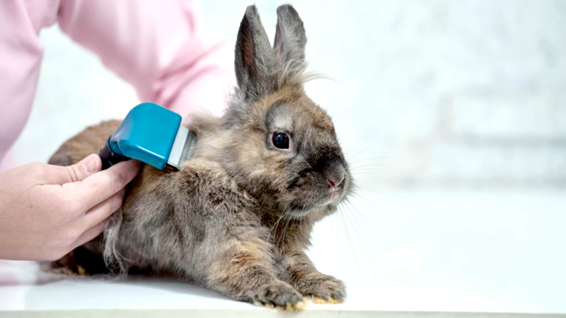 How to Groom Your Rabbit: A Complete Guide - Planet Pet