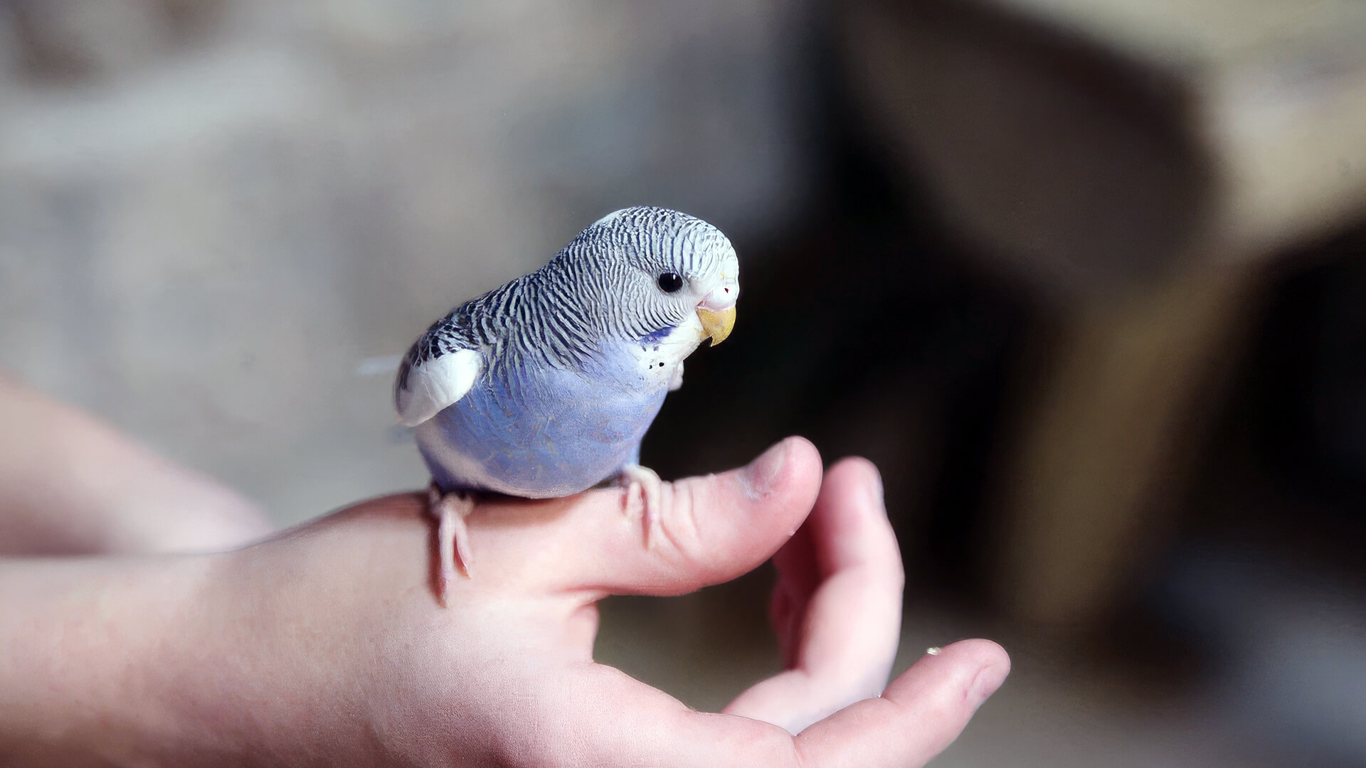 Recognizing Signs of Illness in Pet Birds - Planet Pet