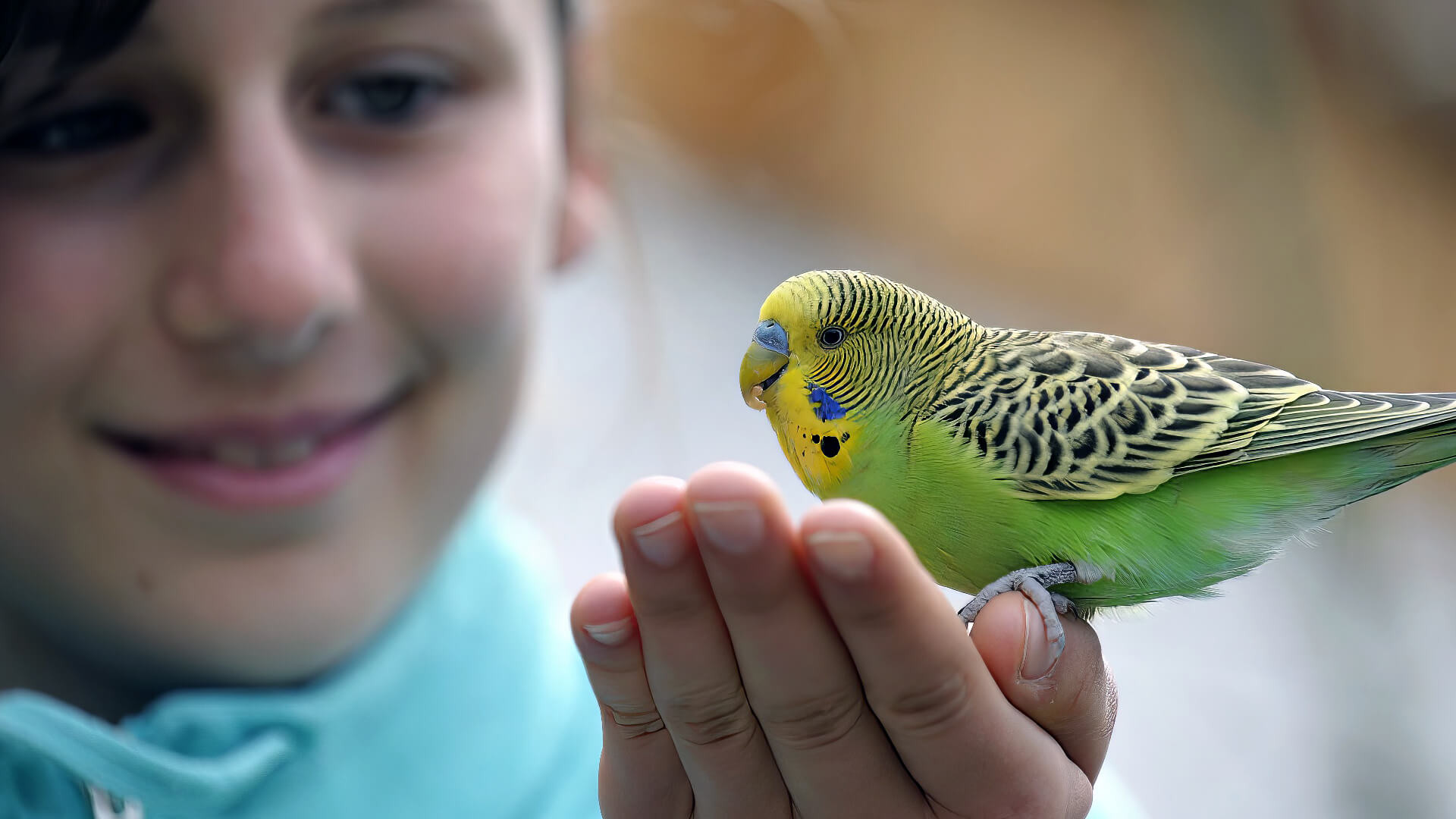 My First Bird! — What You Need To Know - Planet Pet