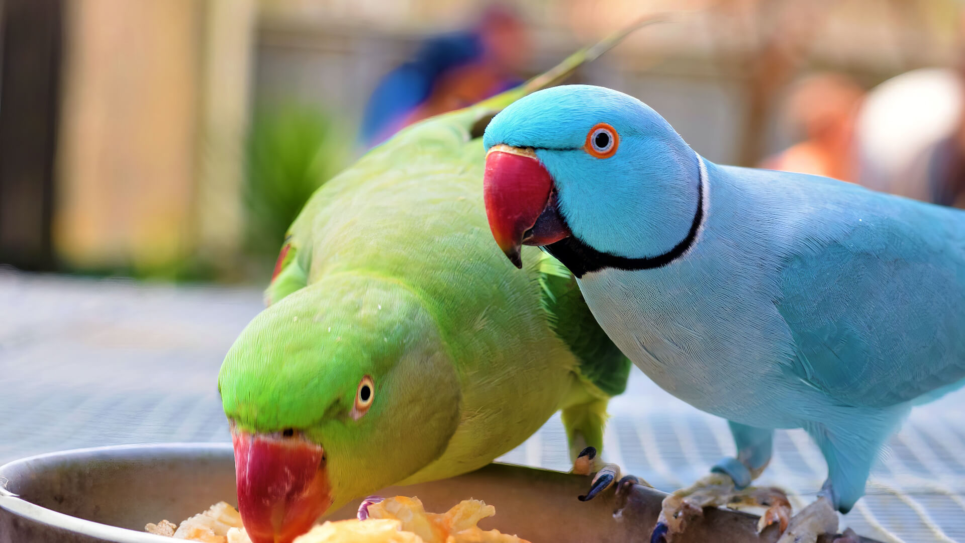 Does My Parrot Need a Friend? - Planet Pet