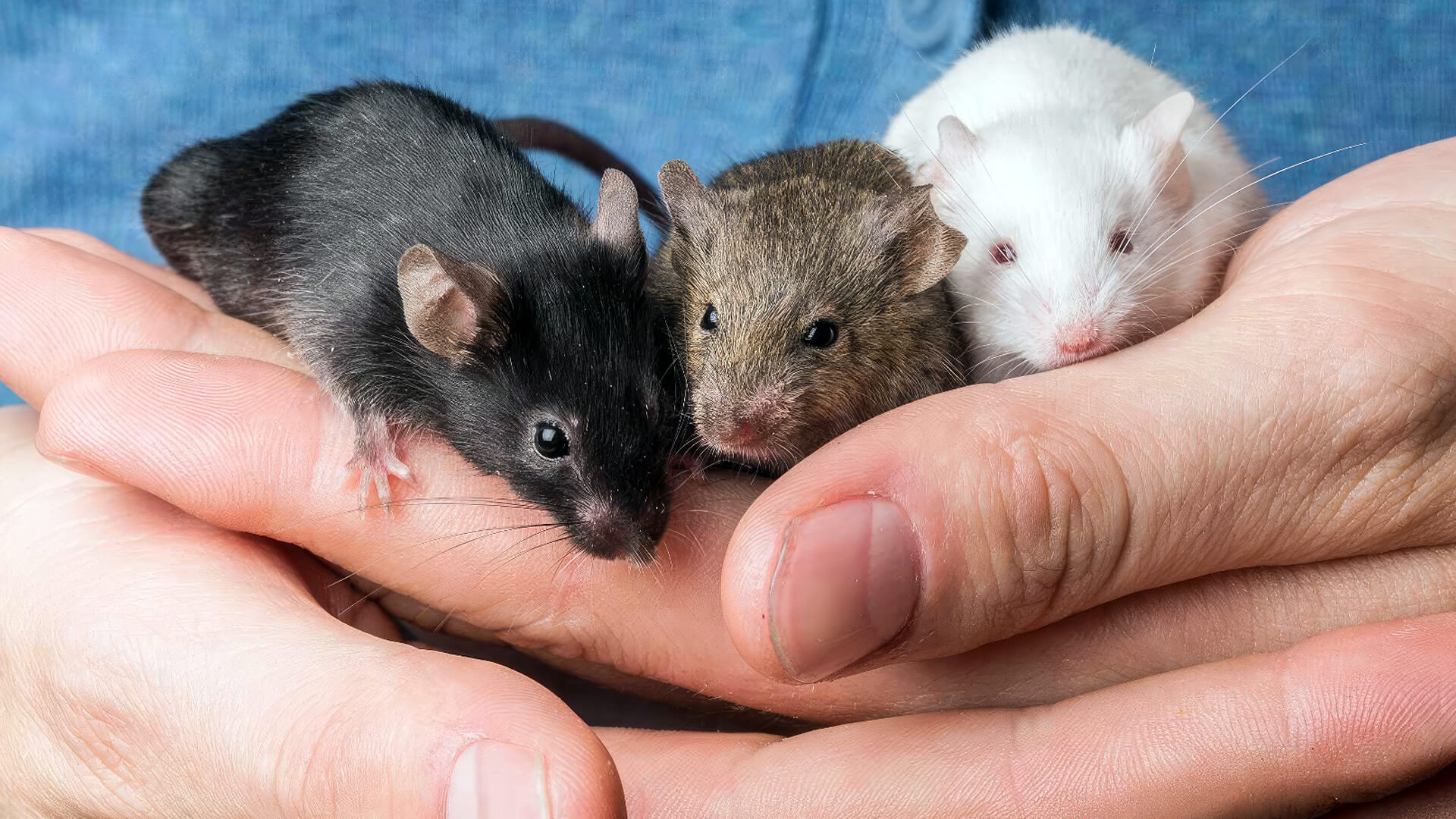 Rats vs. Mice As Pets - Planet Pet Rats vs. Mice As Pets - Planet Pet